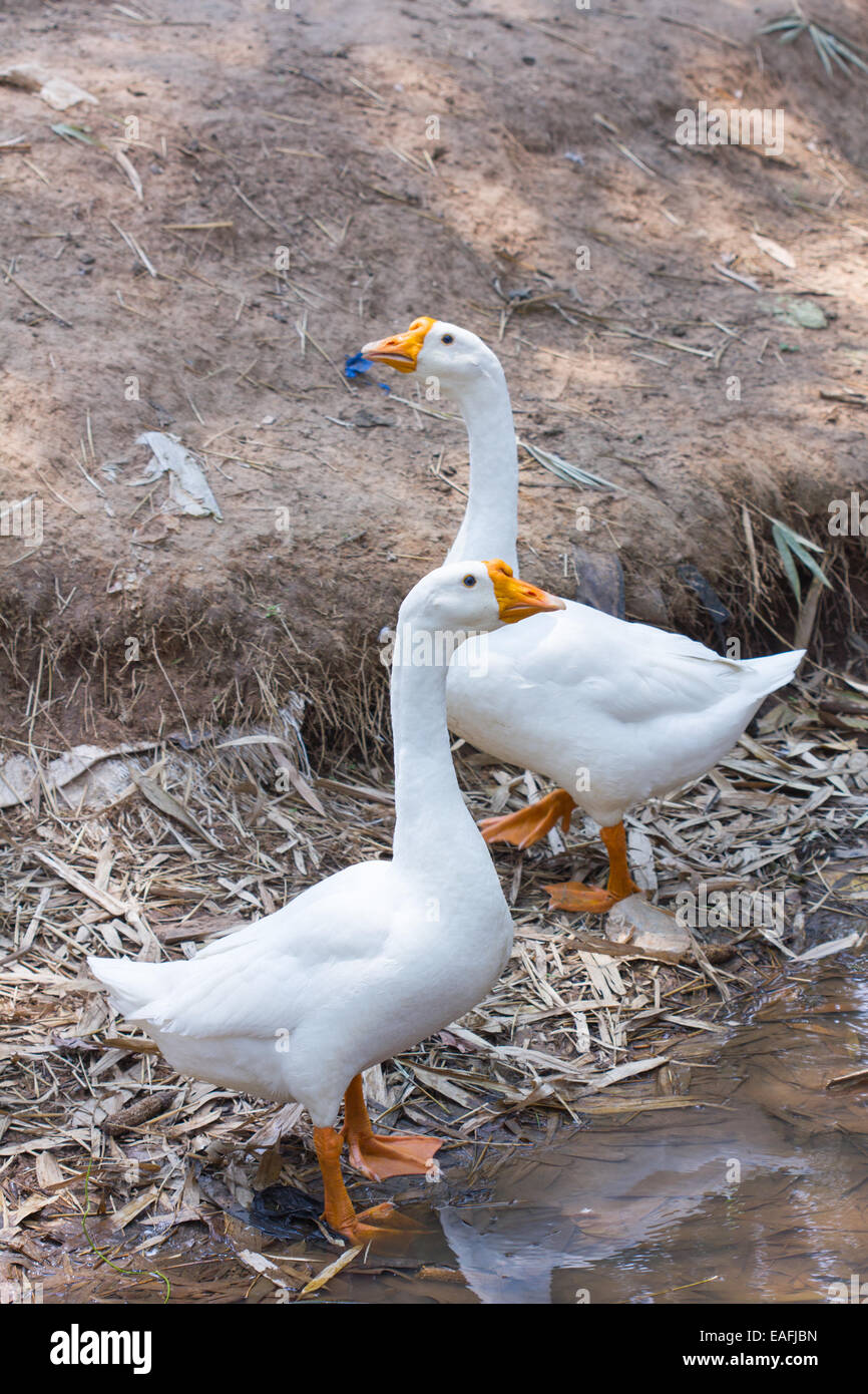 White geese out river hi-res stock photography and images - Alamy