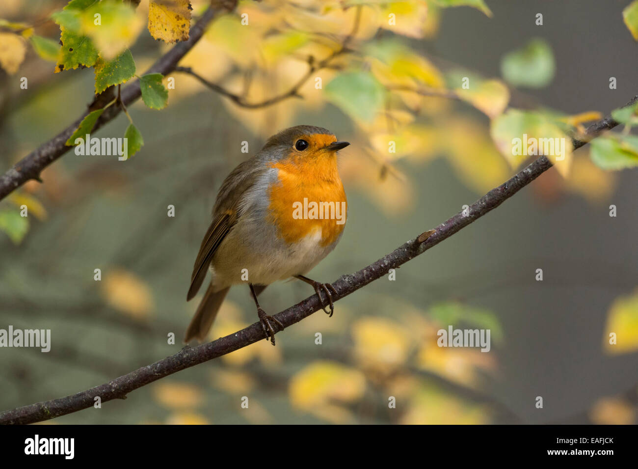 Native robin redbreast hi-res stock photography and images - Alamy