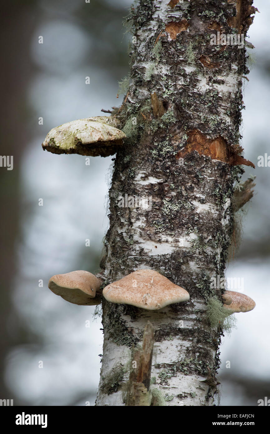 Lichen funghi hi-res stock photography and images - Alamy