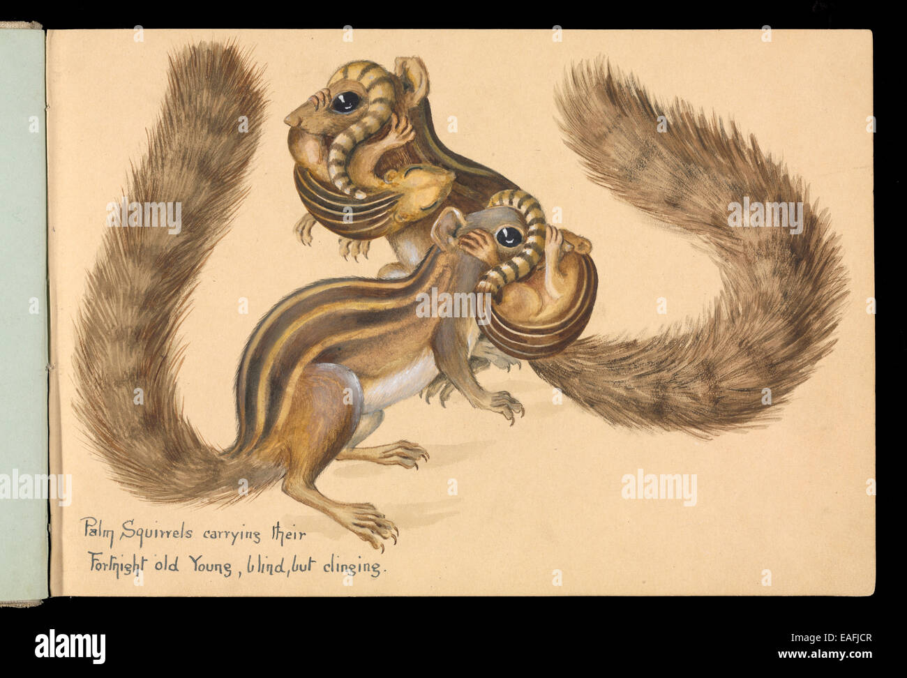 Funambulus sp.; Palm squirrels carrying young Stock Photo - Alamy