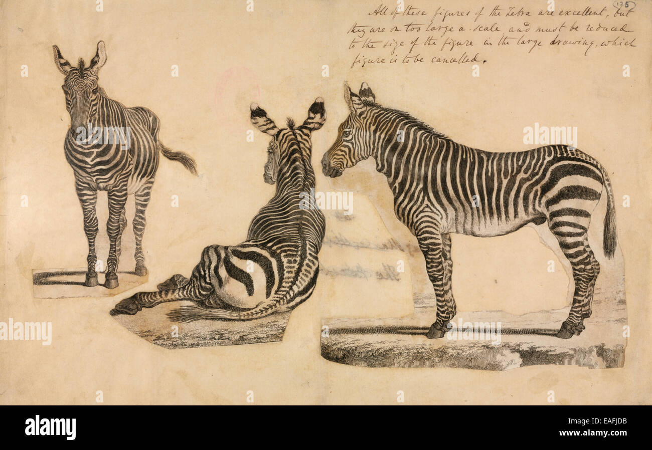 Hippomorpha High Resolution Stock Photography and Images - Alamy