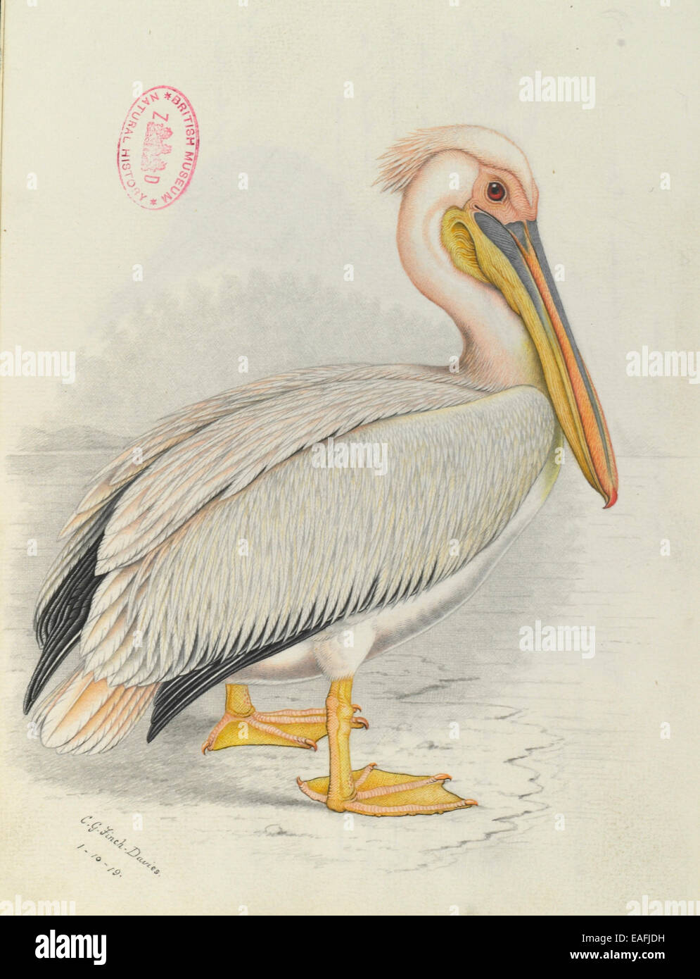 Pelecanus onocrotalus, Great white pelican Stock Photo - Alamy