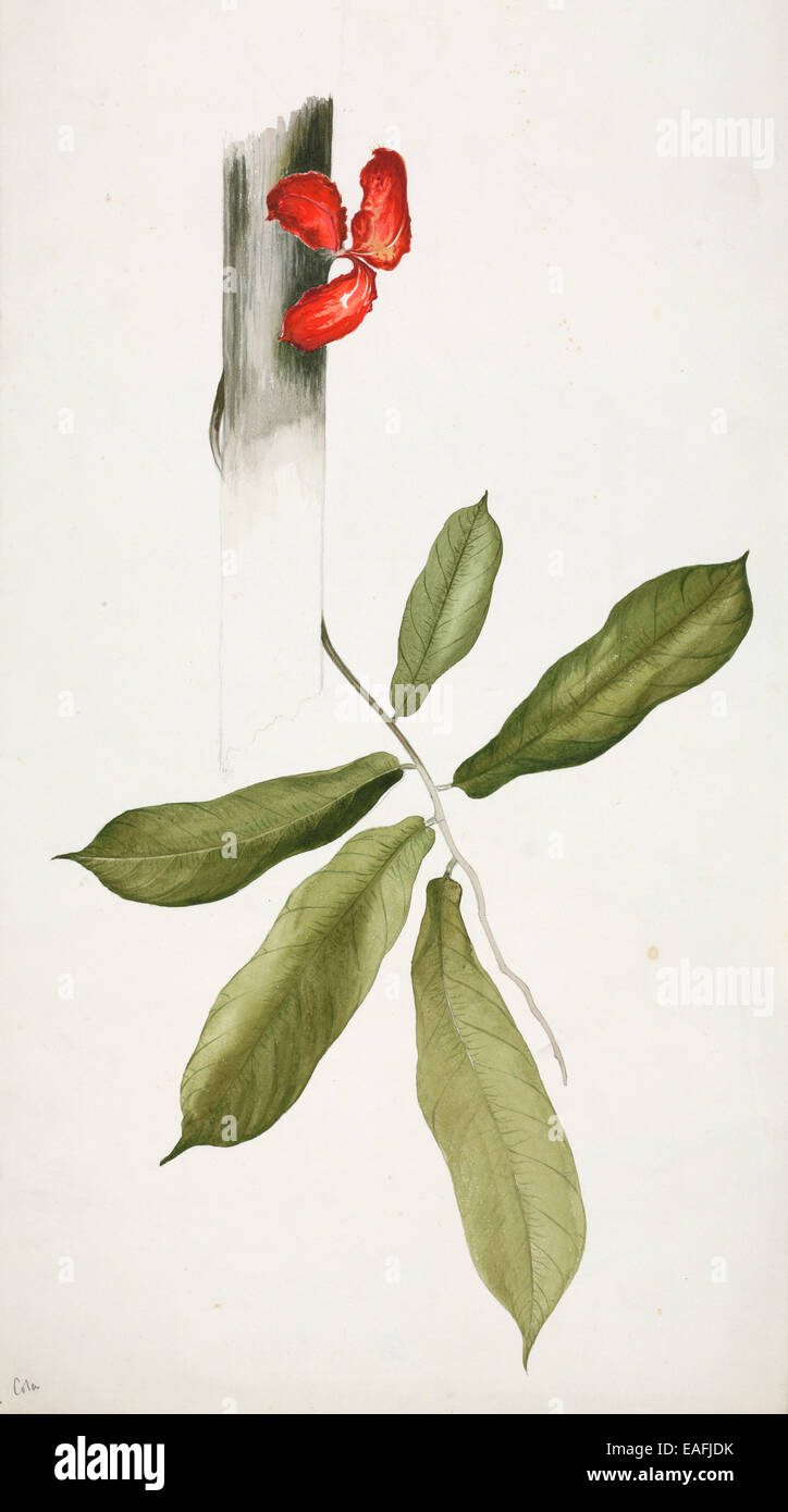 Cola sp., Kola nut Stock Photo - Alamy