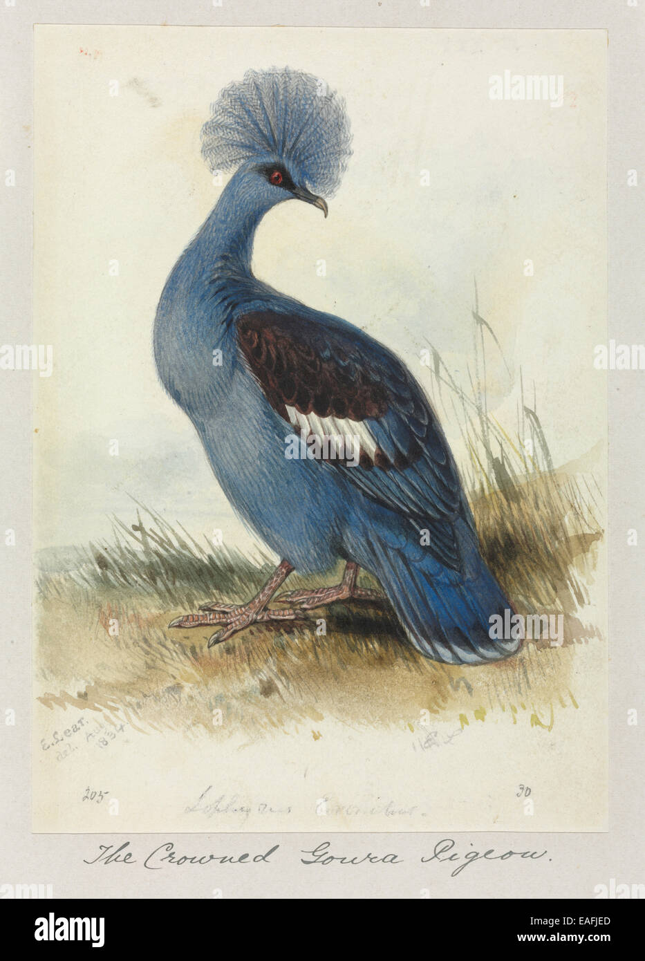 Goura cristata, Western crowned pigeon Stock Photo - Alamy