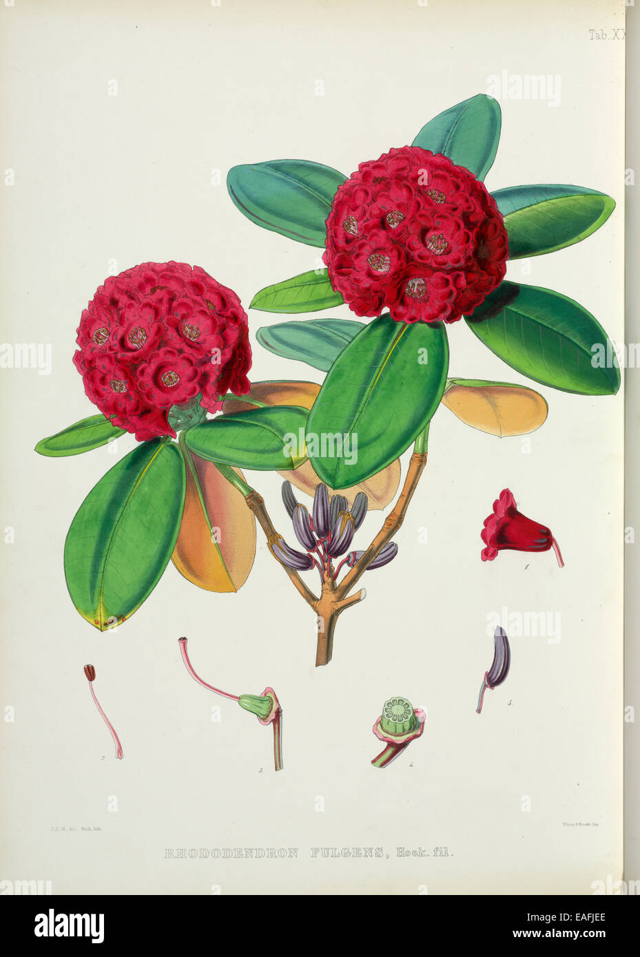 Rhododendron plant hi-res stock photography and images - Alamy