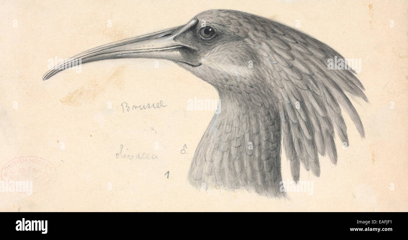 Bostrychia olivacea, Olive Ibis Stock Photo - Alamy