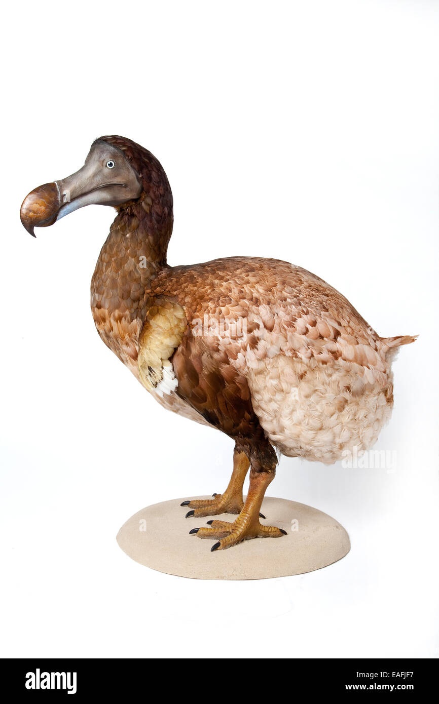 Dodo bird hi-res stock photography and images - Alamy
