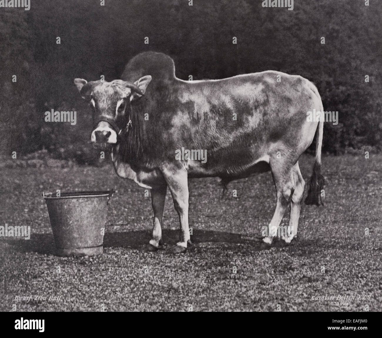 Zebua hi-res stock photography and images - Alamy