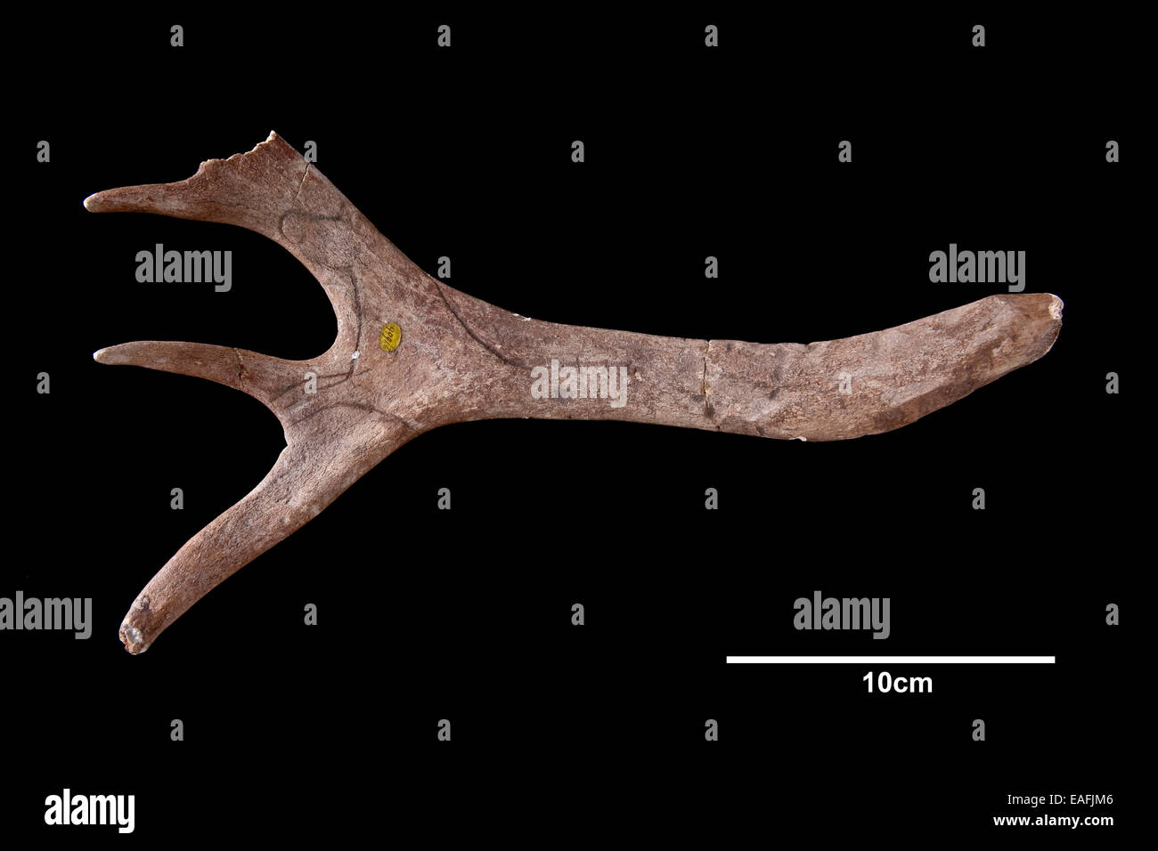 Antler anatomy hi-res stock photography and images - Alamy