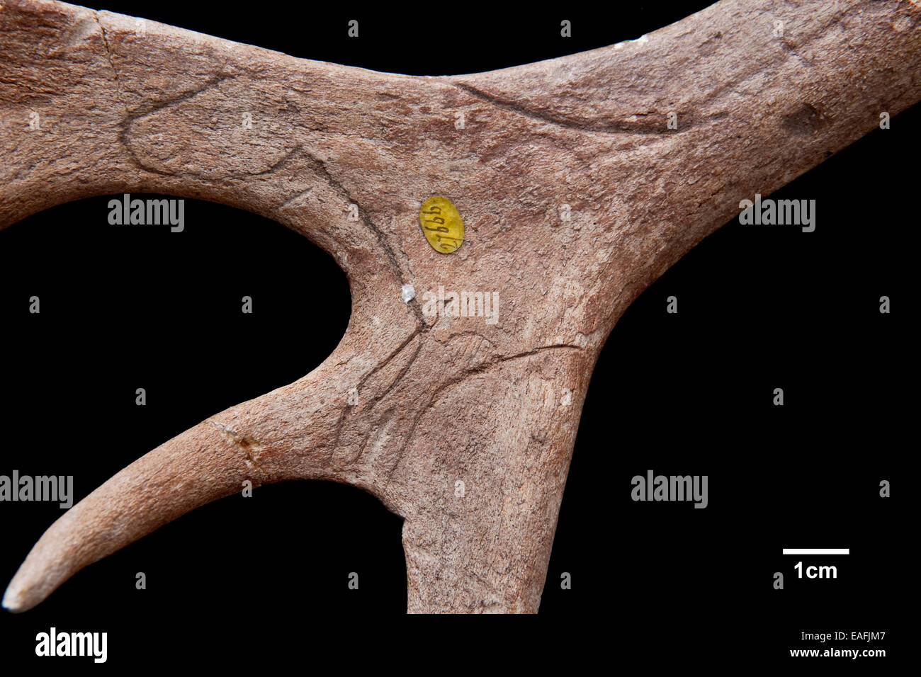 Antler anatomy hi-res stock photography and images - Alamy