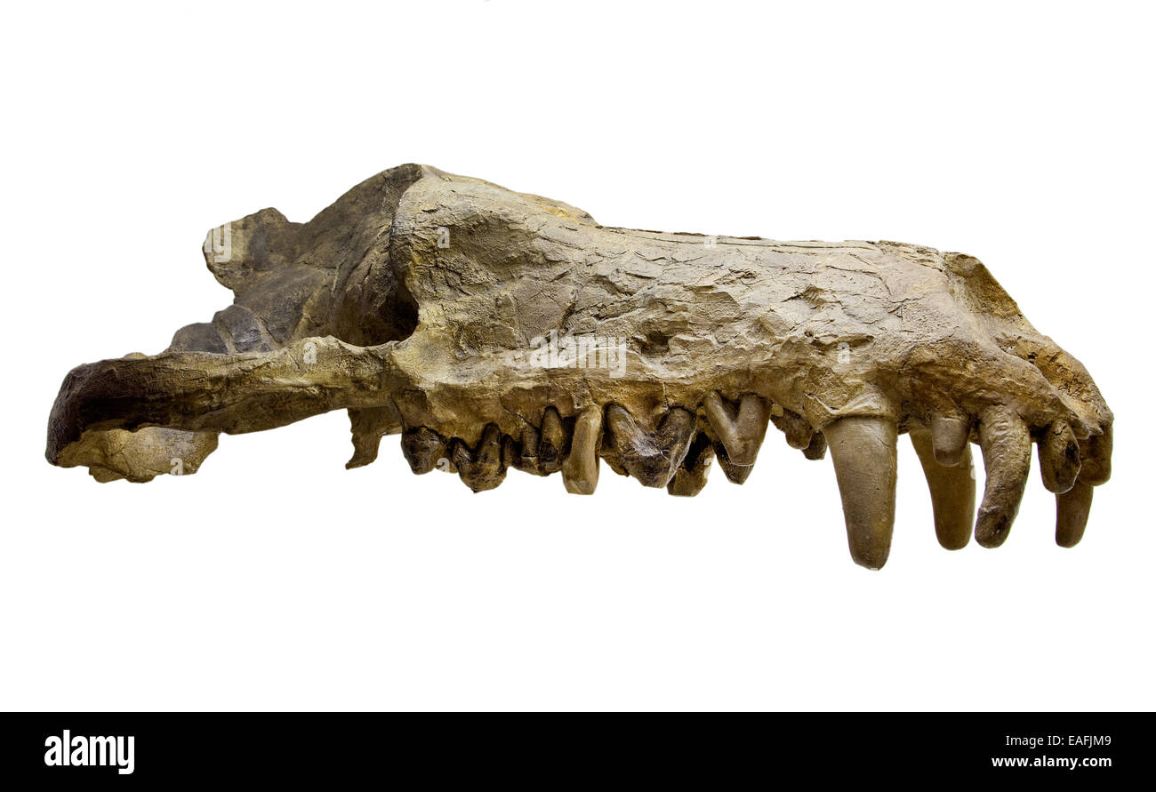 Andrewsarchus mongoliencis, Skull cast Stock Photo - Alamy