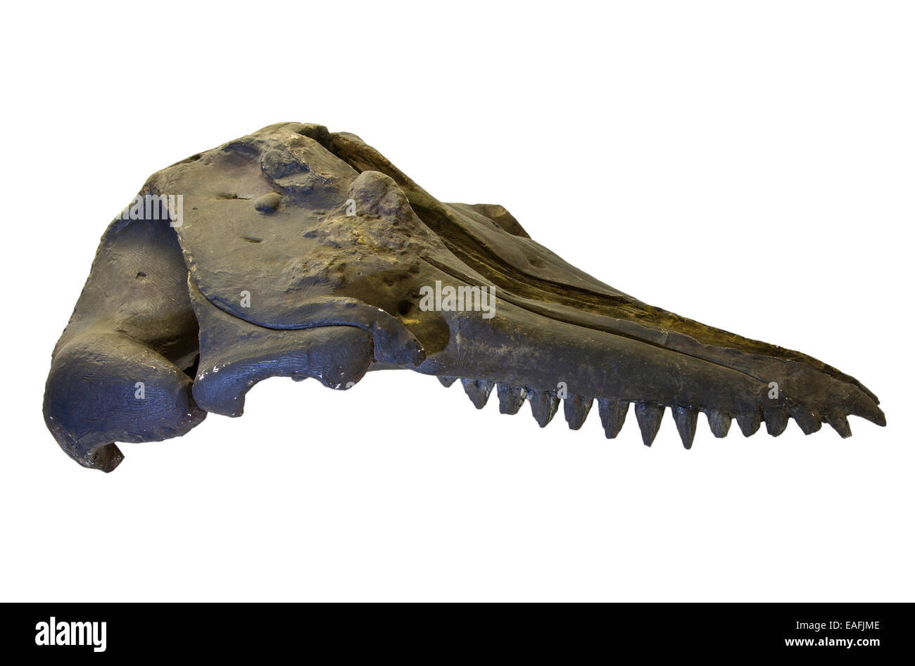 Prosqualodon davidi, skull cast Stock Photo - Alamy