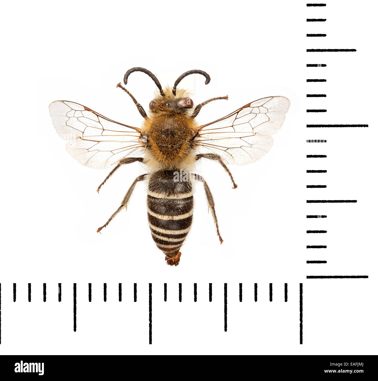 Colletidae hi-res stock photography and images - Alamy