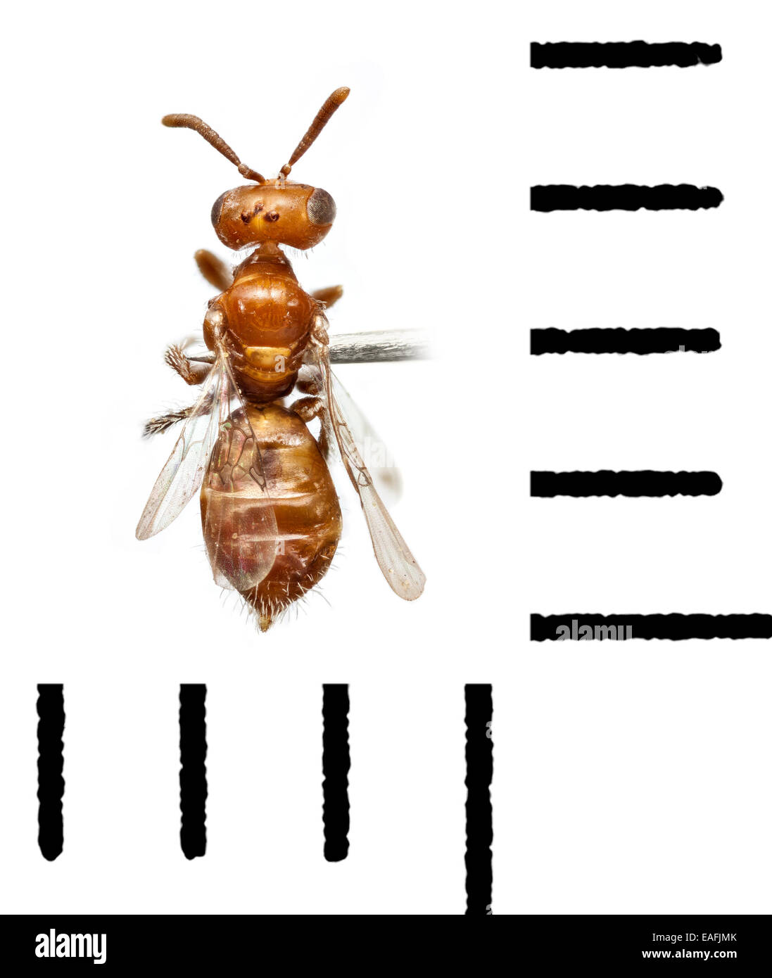 Perdita hi-res stock photography and images - Alamy