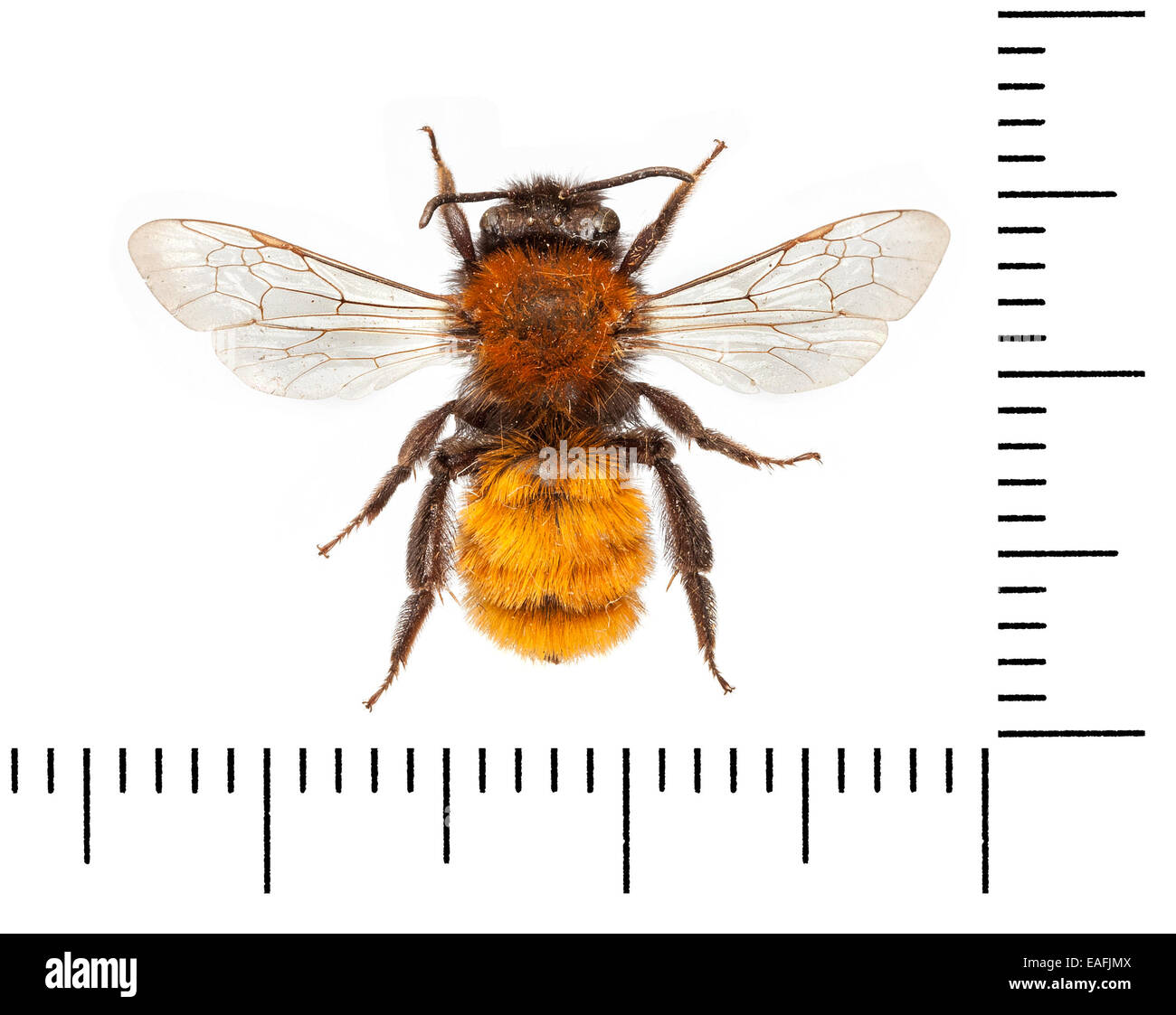 Andrena andrenidae hi-res stock photography and images - Alamy