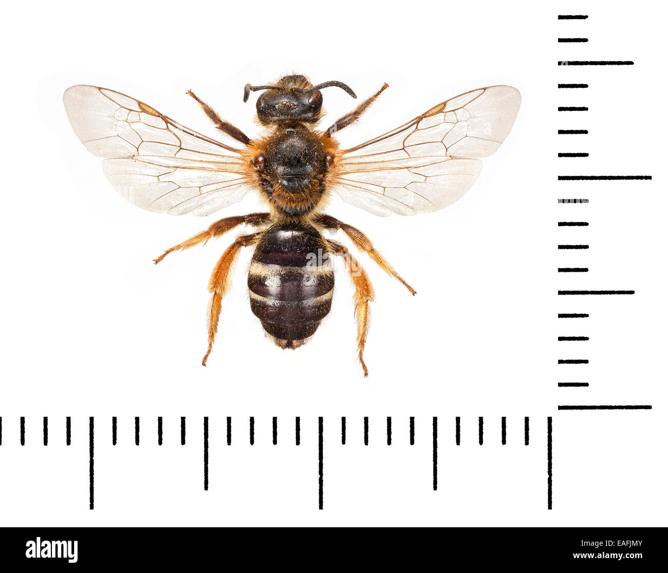 Long tongued insect hi-res stock photography and images - Alamy