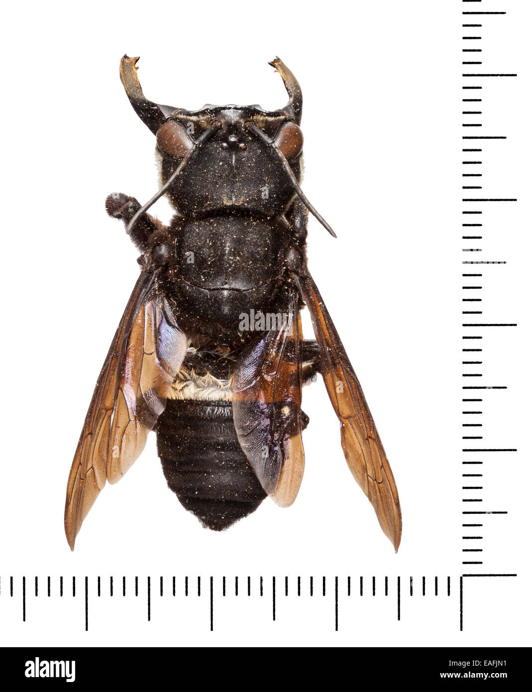 Megachile pluto Stock Photo - Alamy