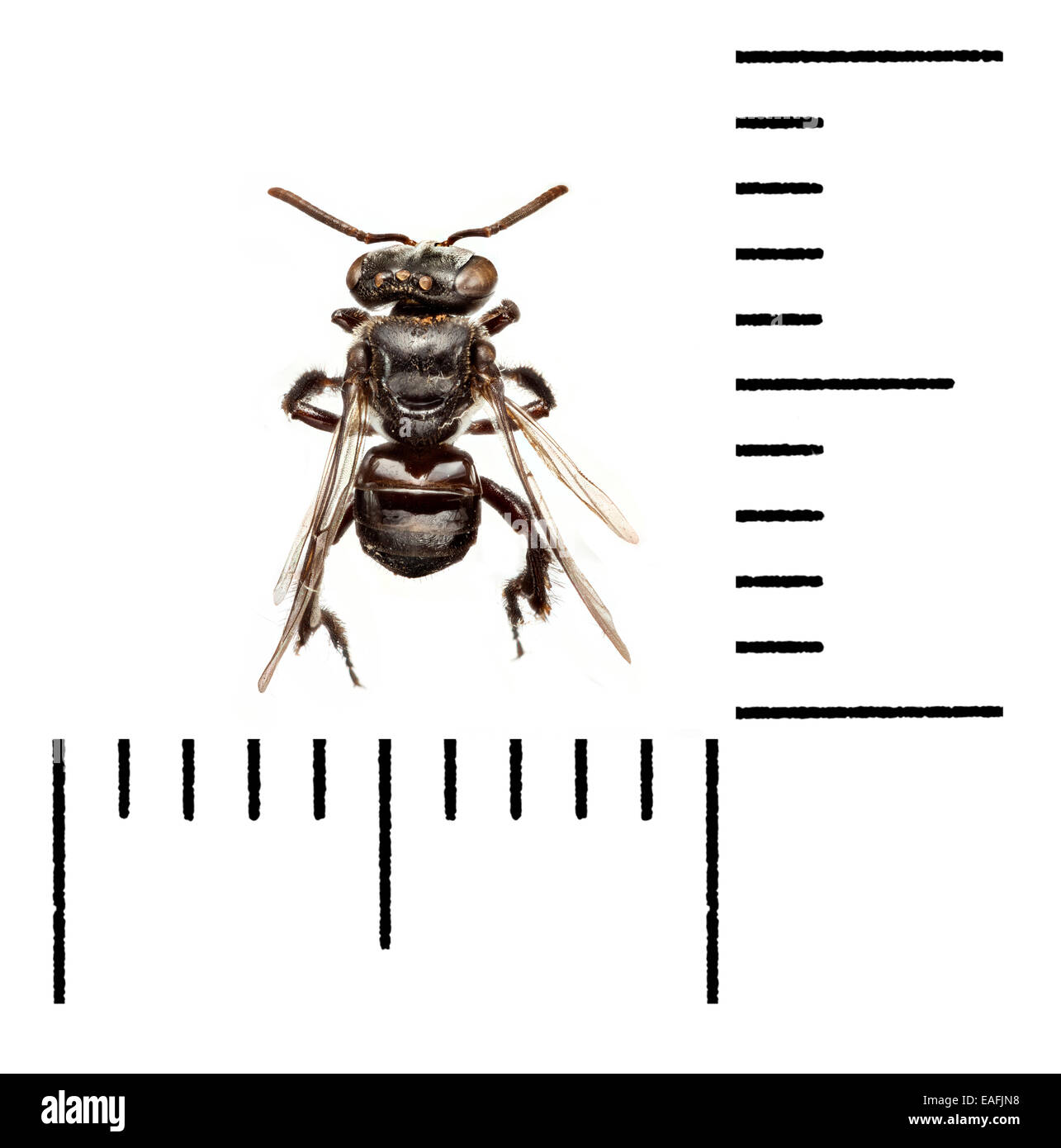 Tetragonula carbonaria hi-res stock photography and images - Alamy