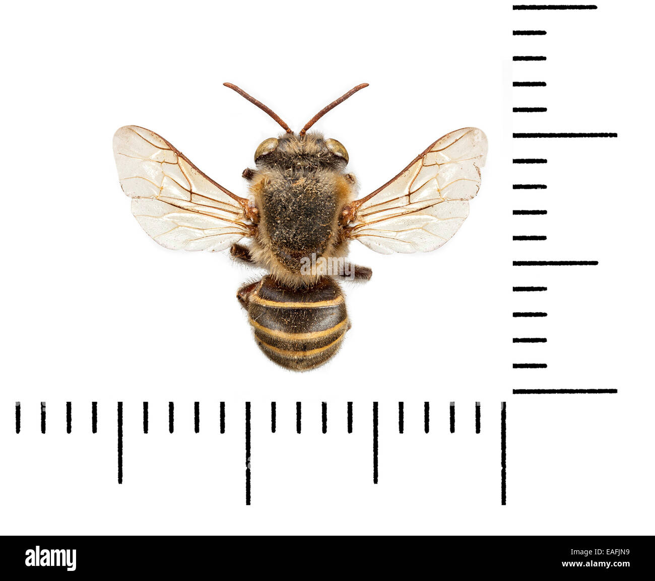 Melipona beecheii hi-res stock photography and images - Alamy