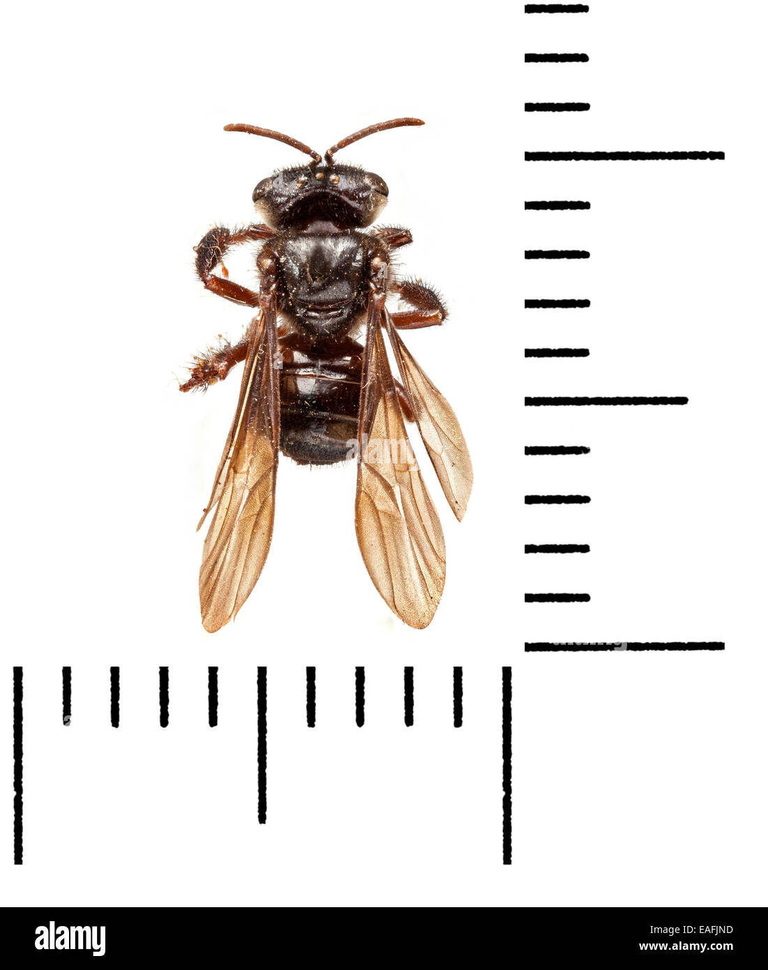 Trigona hi-res stock photography and images - Alamy