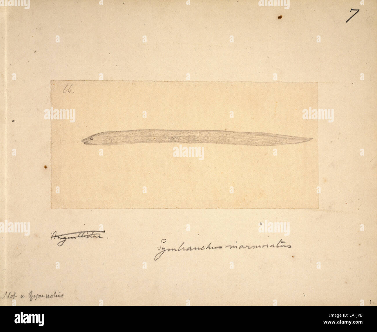 Synbranchus marmoratus, swamp eel Stock Photo - Alamy