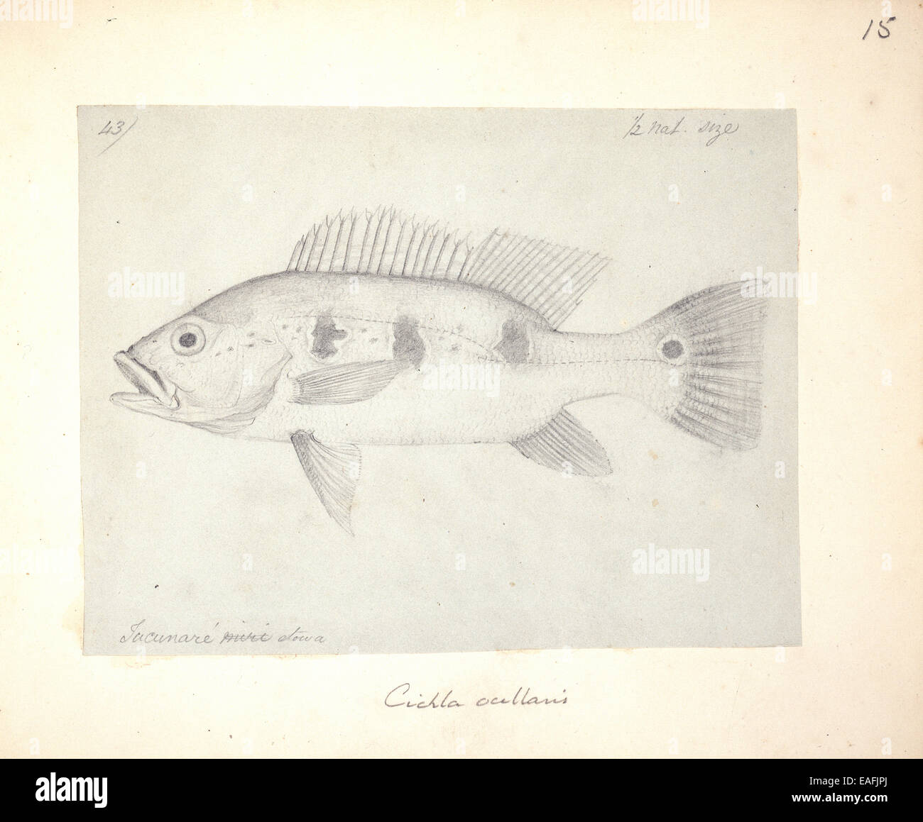 Cichla ocellaris Stock Photo - Alamy