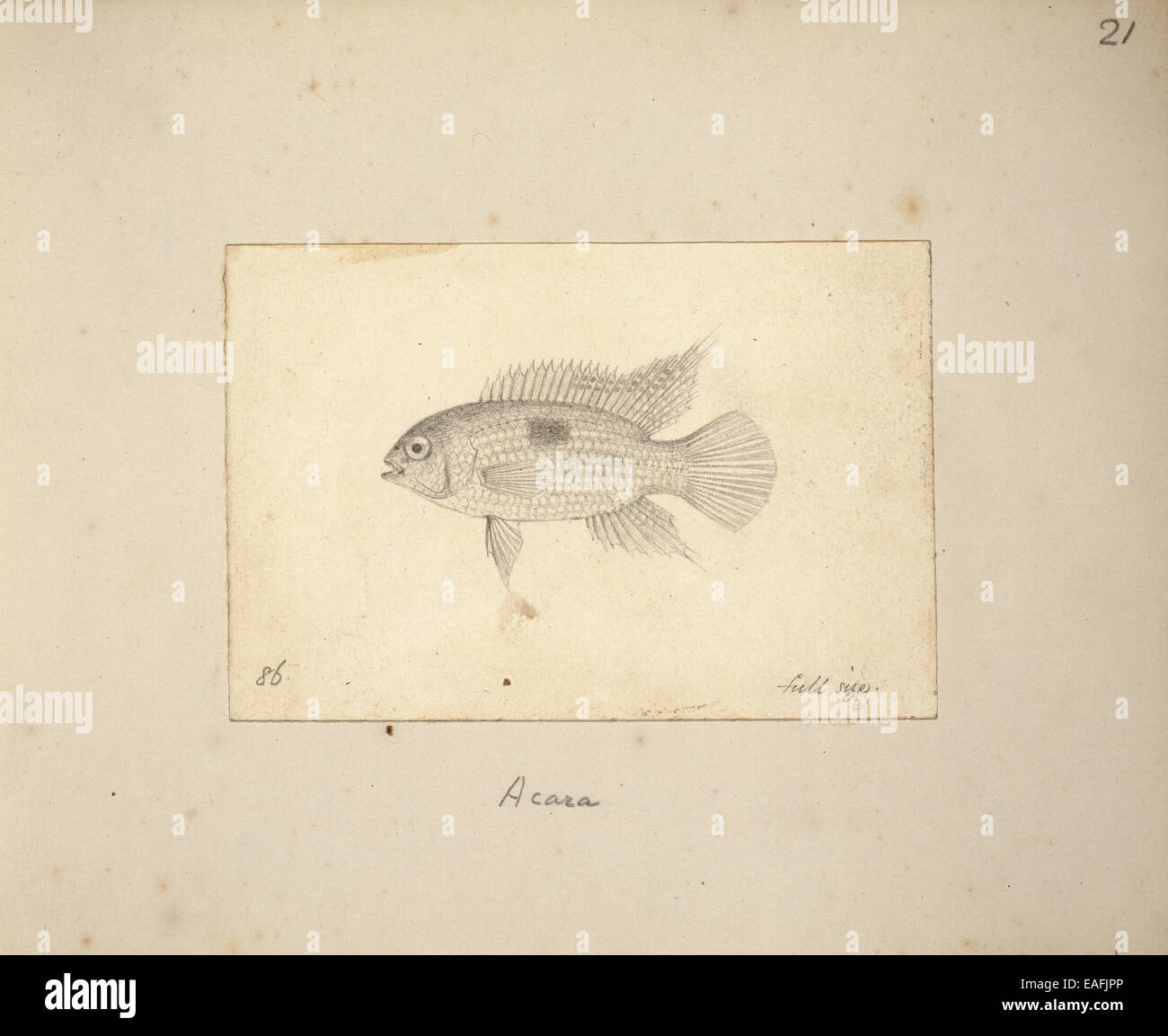 Acara hi-res stock photography and images - Alamy