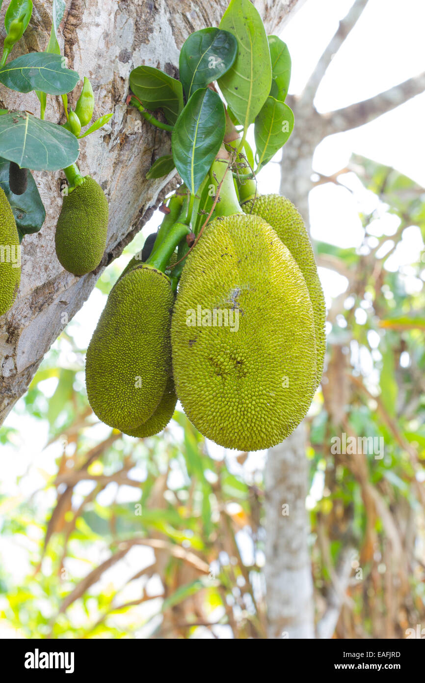Jackfruit on tree Stock Photo - Alamy