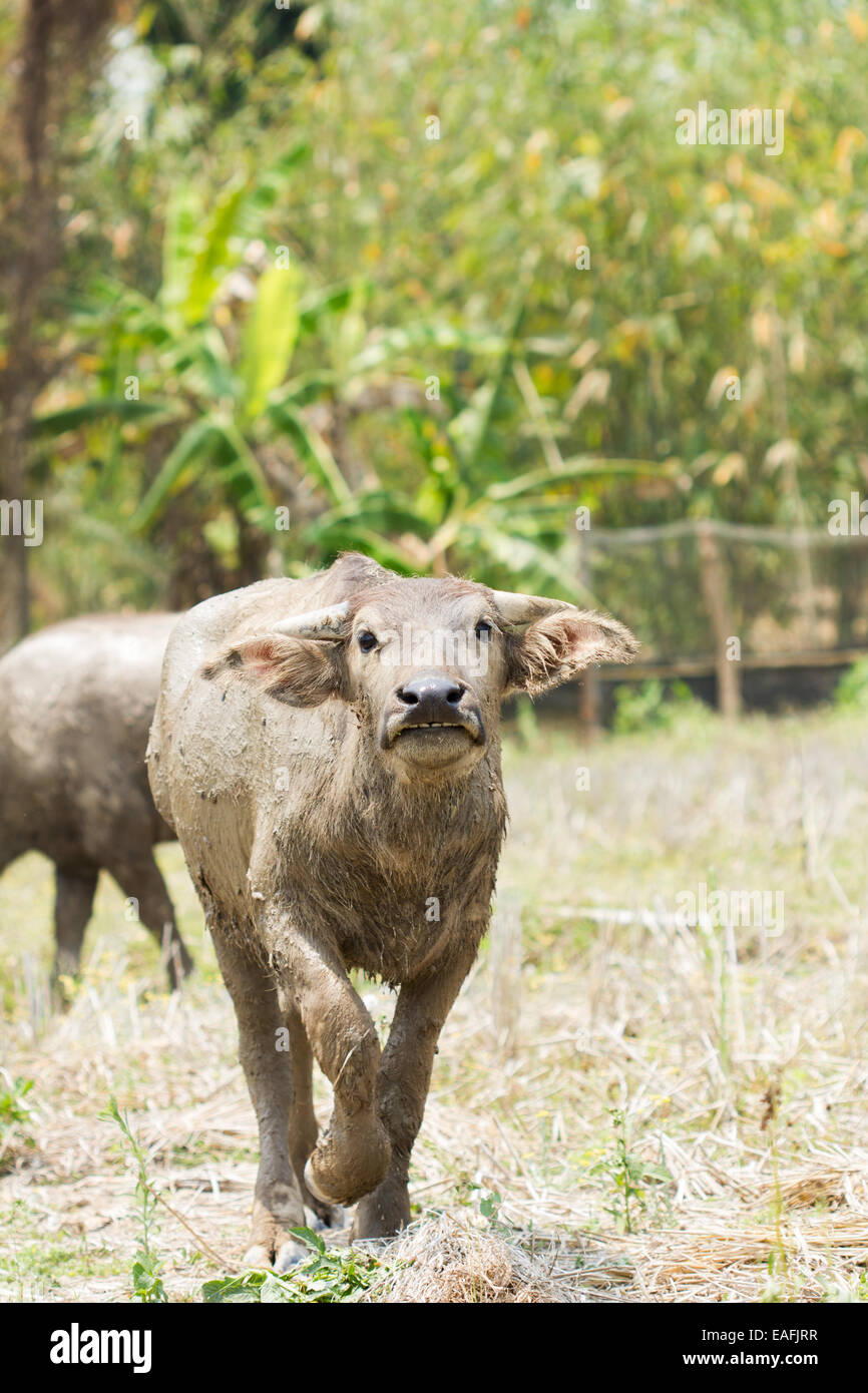 buffalo chasing the photographer who shoot it in ricefield, Thailand ...