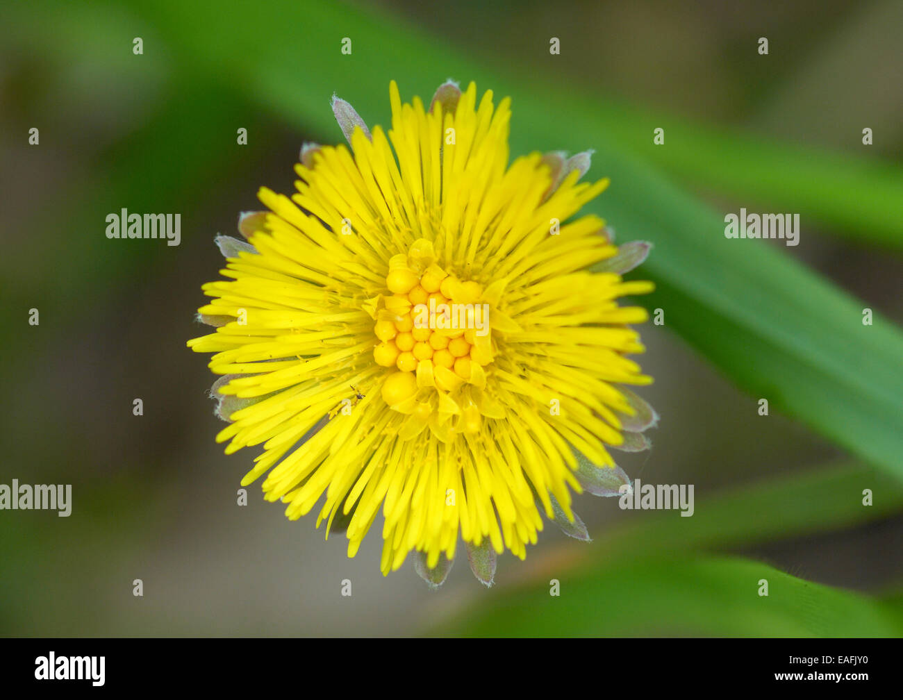 Tussilago farfara, coltsfoot Stock Photo - Alamy