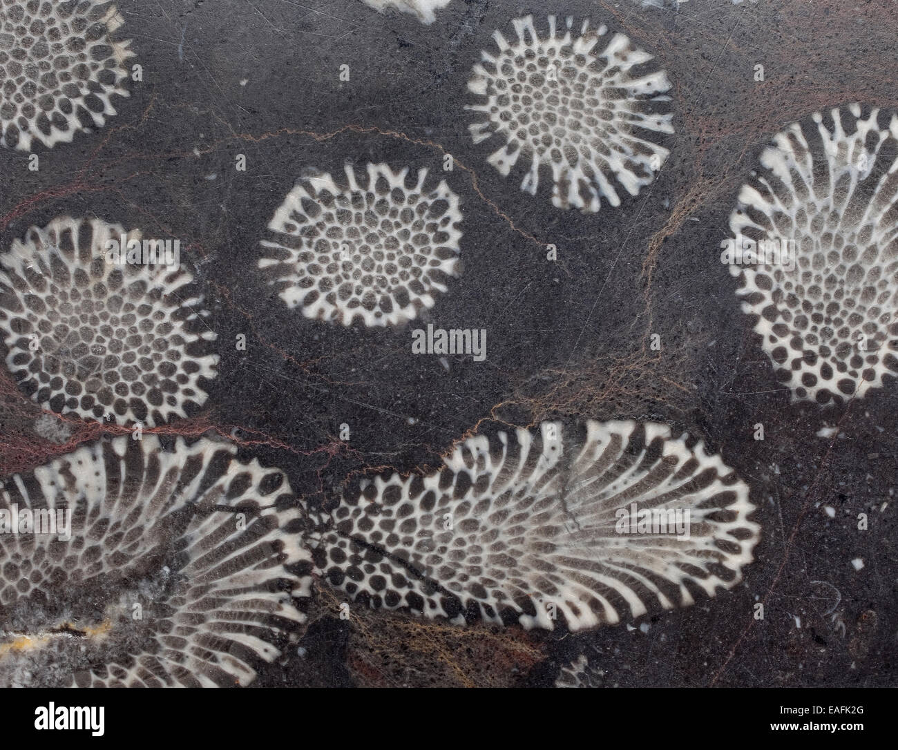 Devon Marble table, crop from the outer circle Stock Photo - Alamy