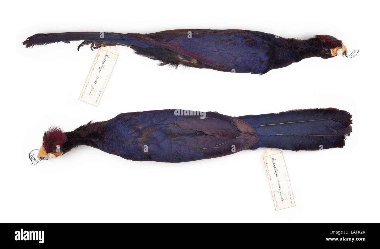Lady rosss turaco hi-res stock photography and images - Alamy
