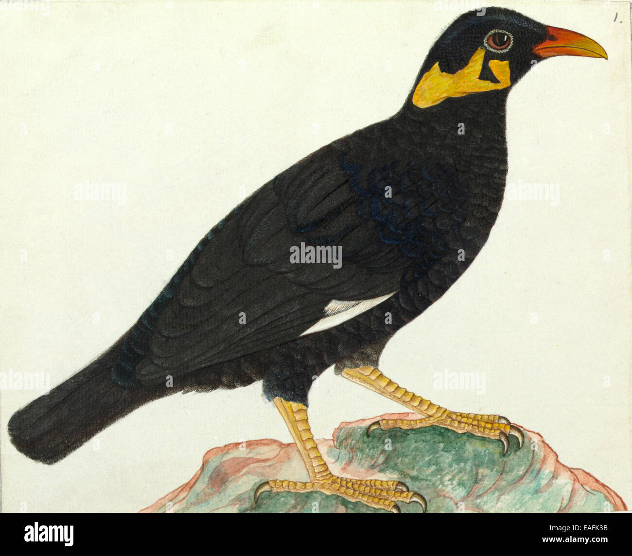 Common myna illustration hi-res stock photography and images - Alamy