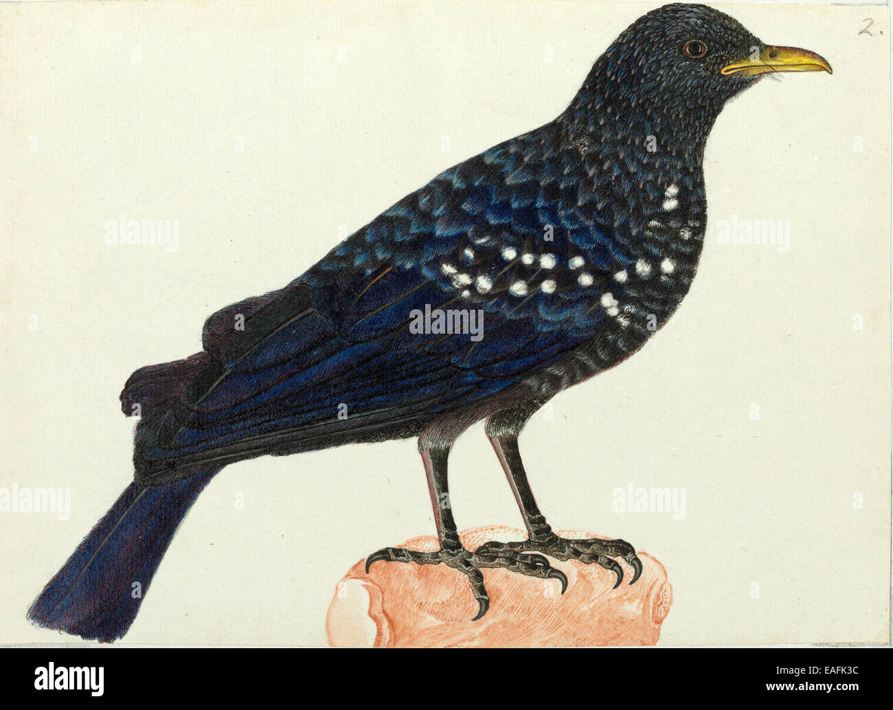 Blue whistling thrush, Myoponus caeruleus Stock Photo - Alamy