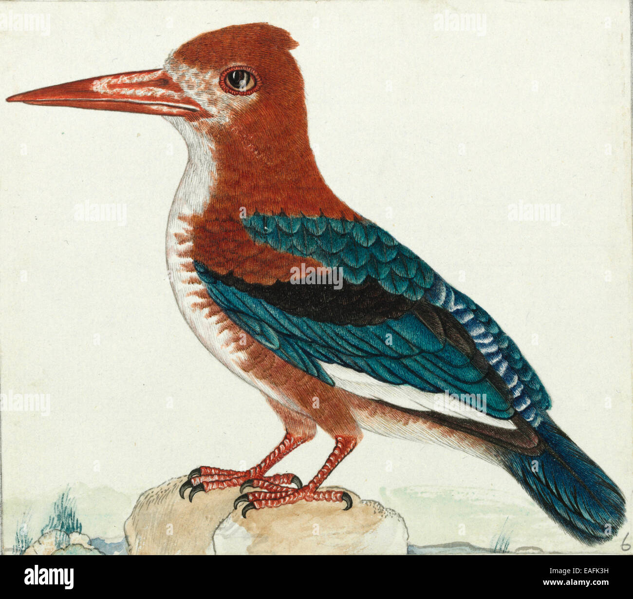 Kingfisher drawing hi-res stock photography and images - Alamy