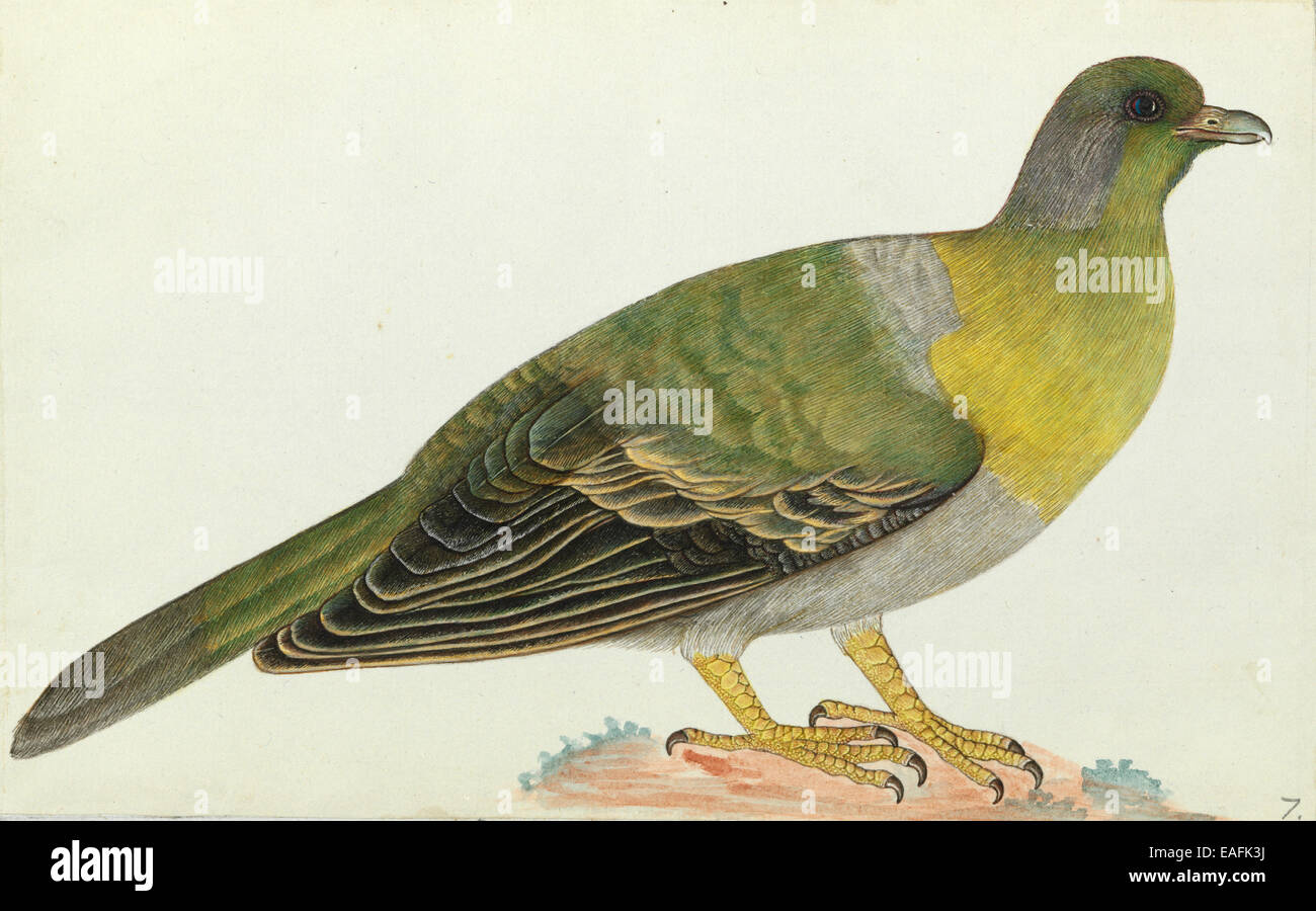 Yellow-footed green pigeon, Treron phoenicoptera Stock Photo - Alamy