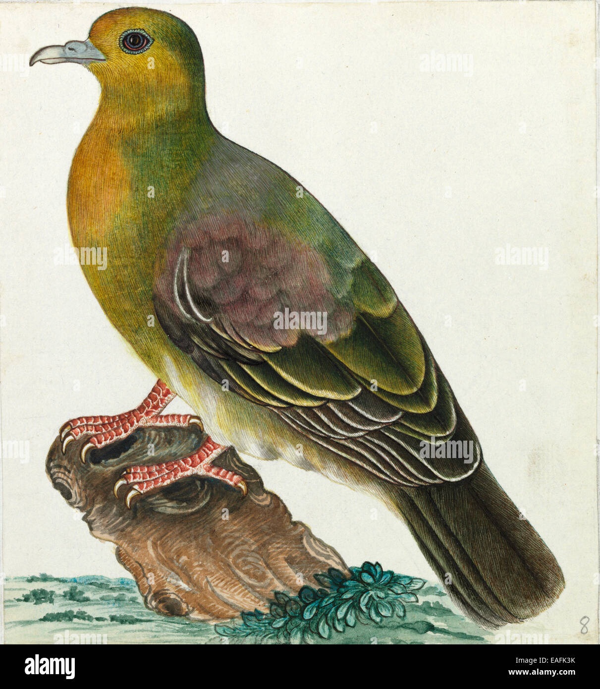 Wedge-tailed green pigeon, Treron sphenurus Stock Photo - Alamy