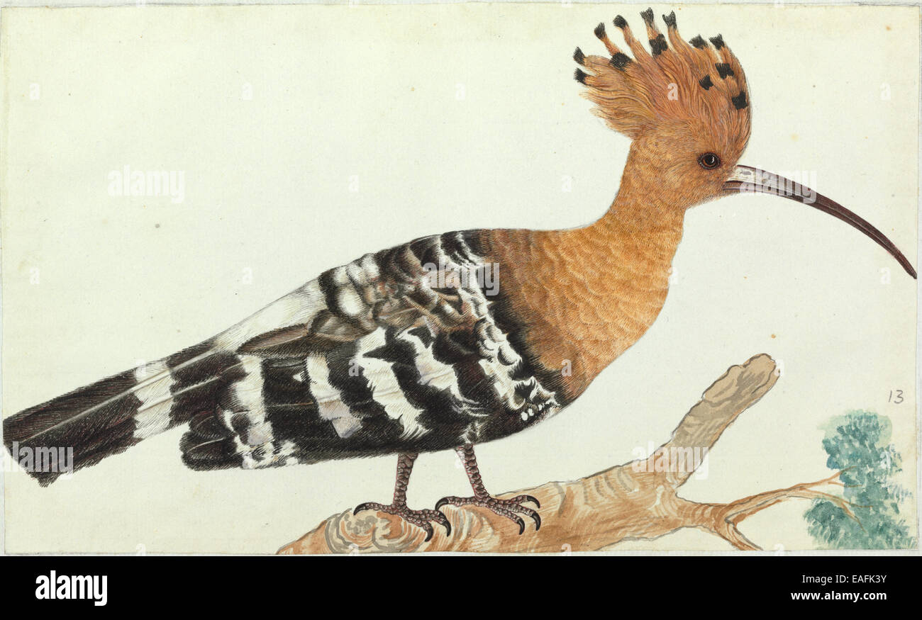 Hoopoe art hi-res stock photography and images - Alamy