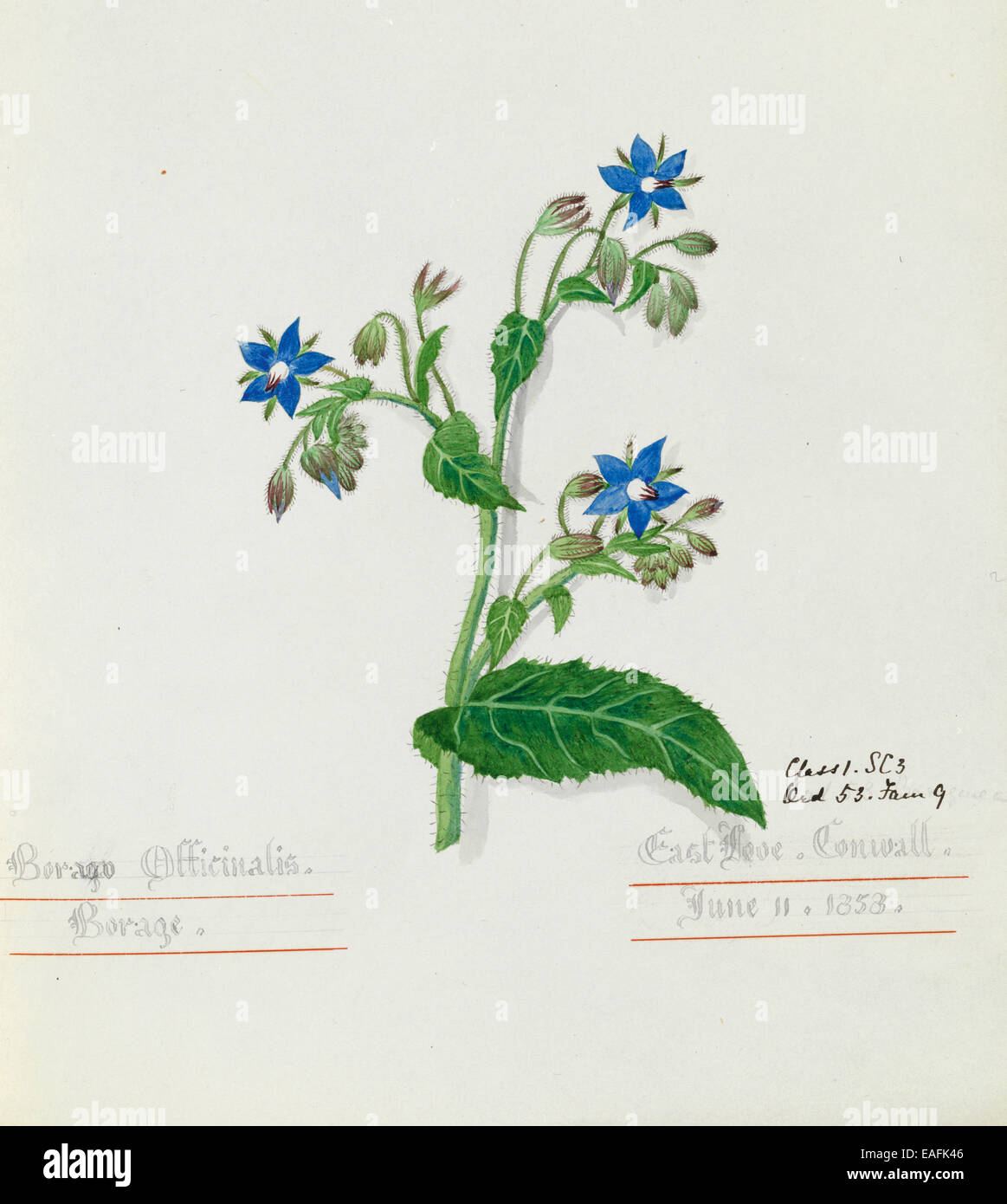 Borage Flower Drawing