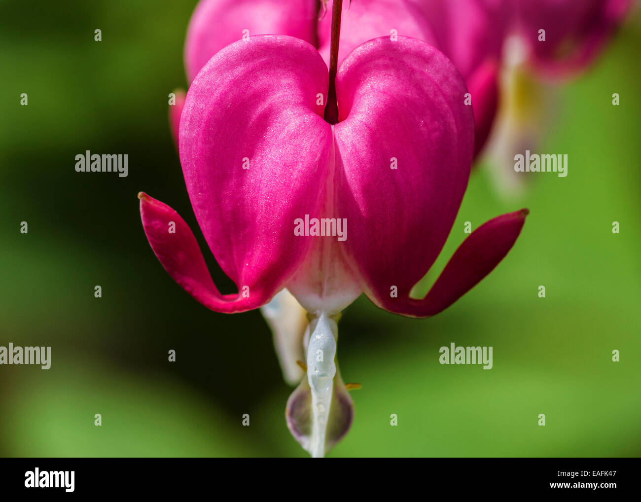 Bleeding Heart flower (Dicentra spectabilis Stock Photo - Alamy