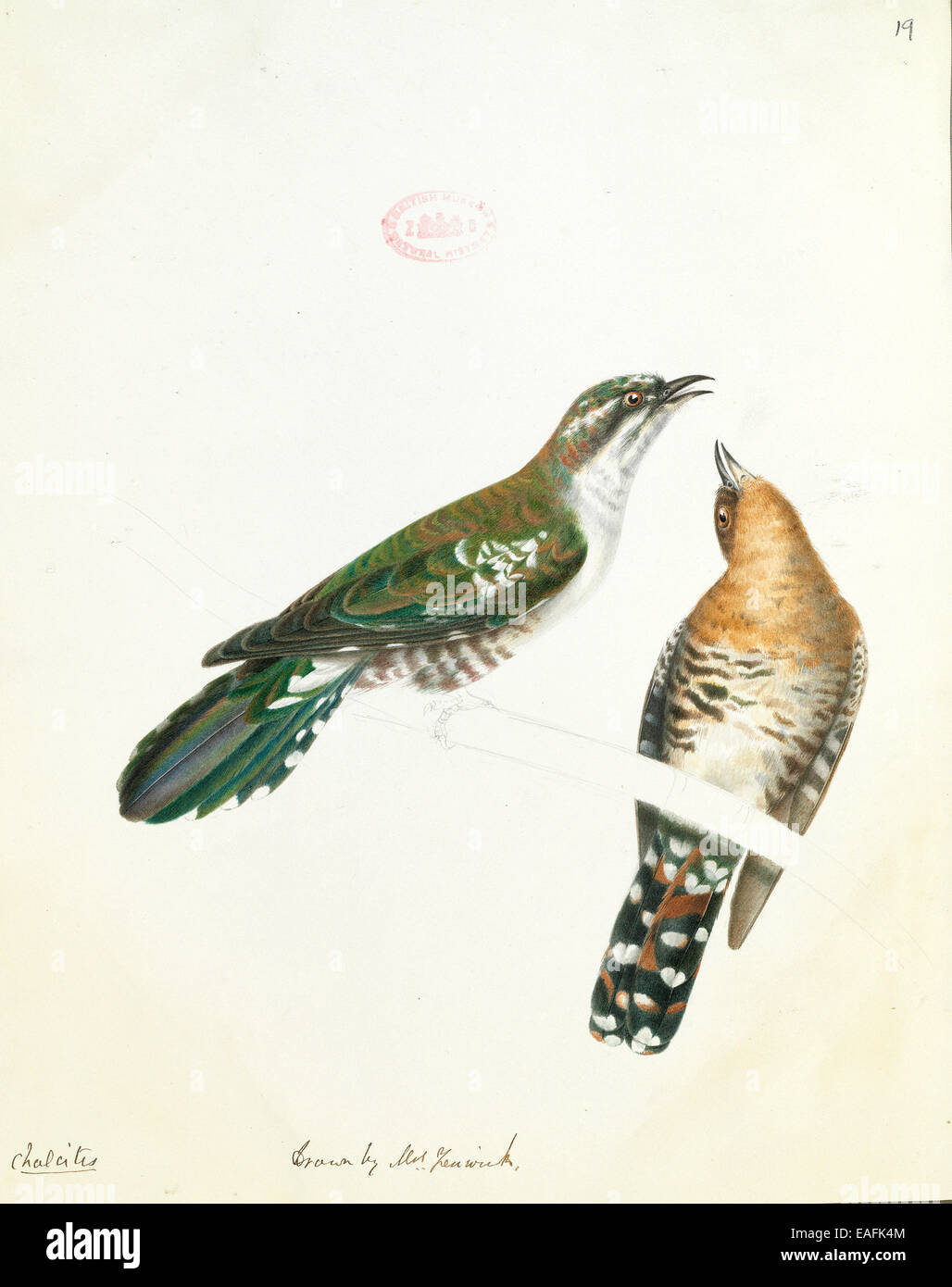 Chrysococcyx caprius, diederik cuckoo Stock Photo - Alamy