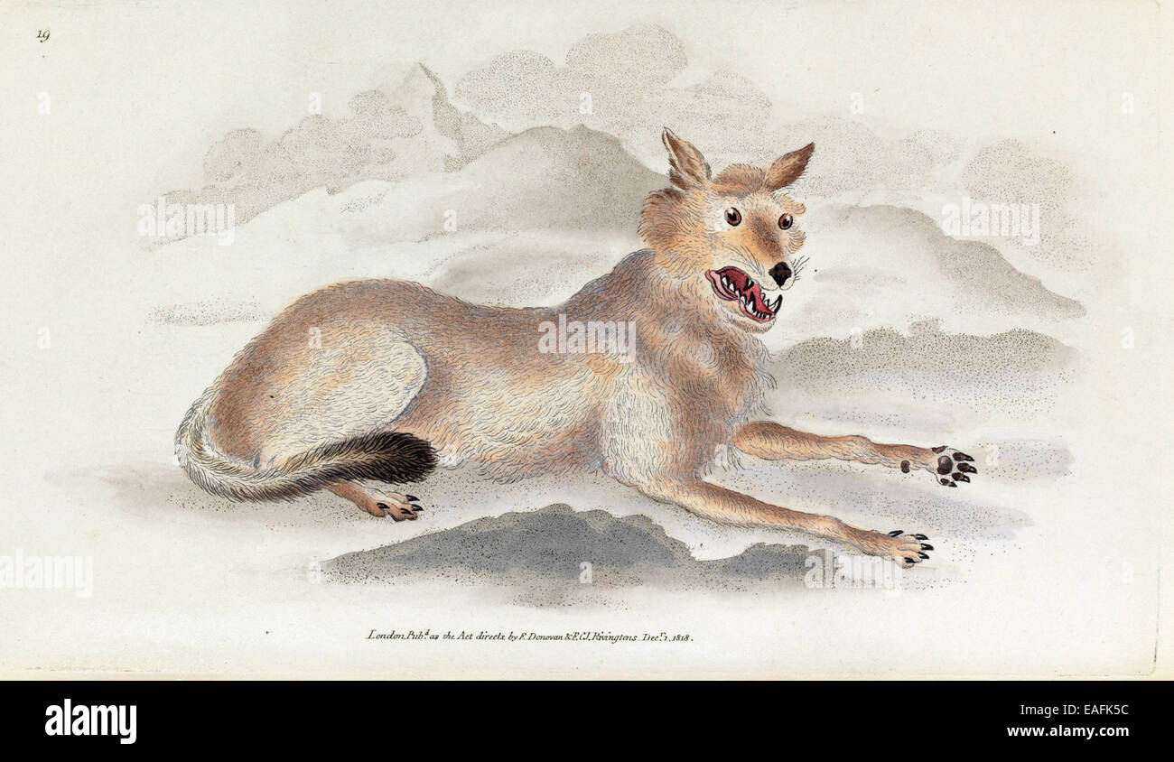 Edward wolf hi-res stock photography and images - Alamy