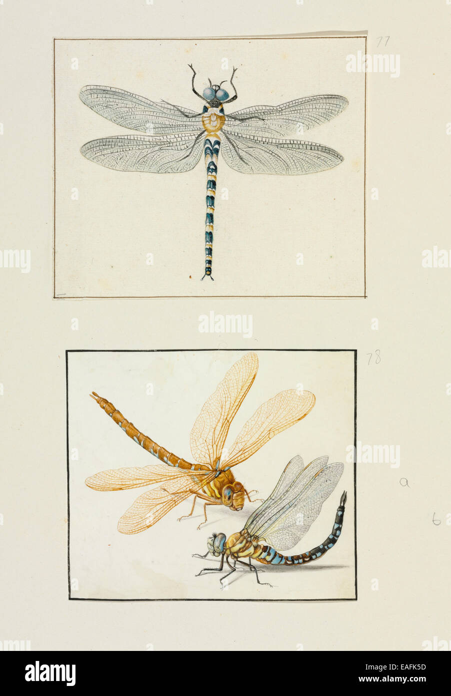 Aeschna mixta, The Migrant Hawker (lower) Aeshna grandis, The Brown ...
