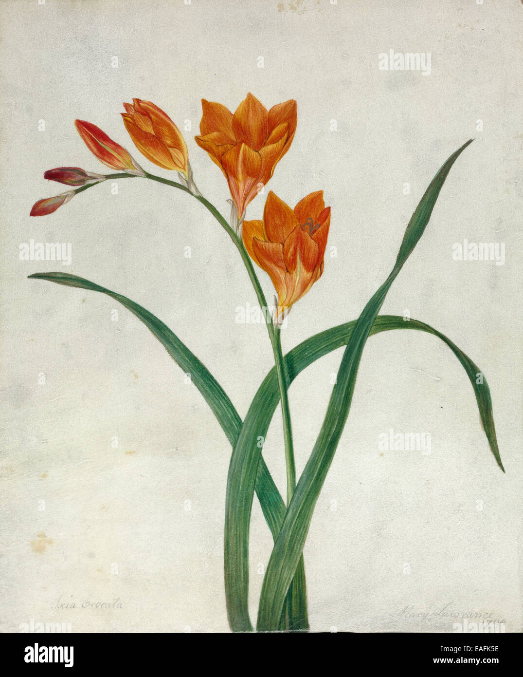 Tritonia hi-res stock photography and images - Alamy