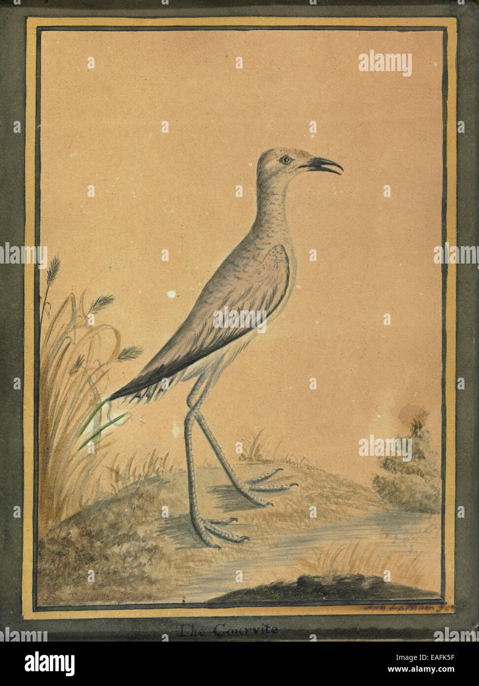 Cursorius cursor, cream-coloured courser (juvenile Stock Photo - Alamy