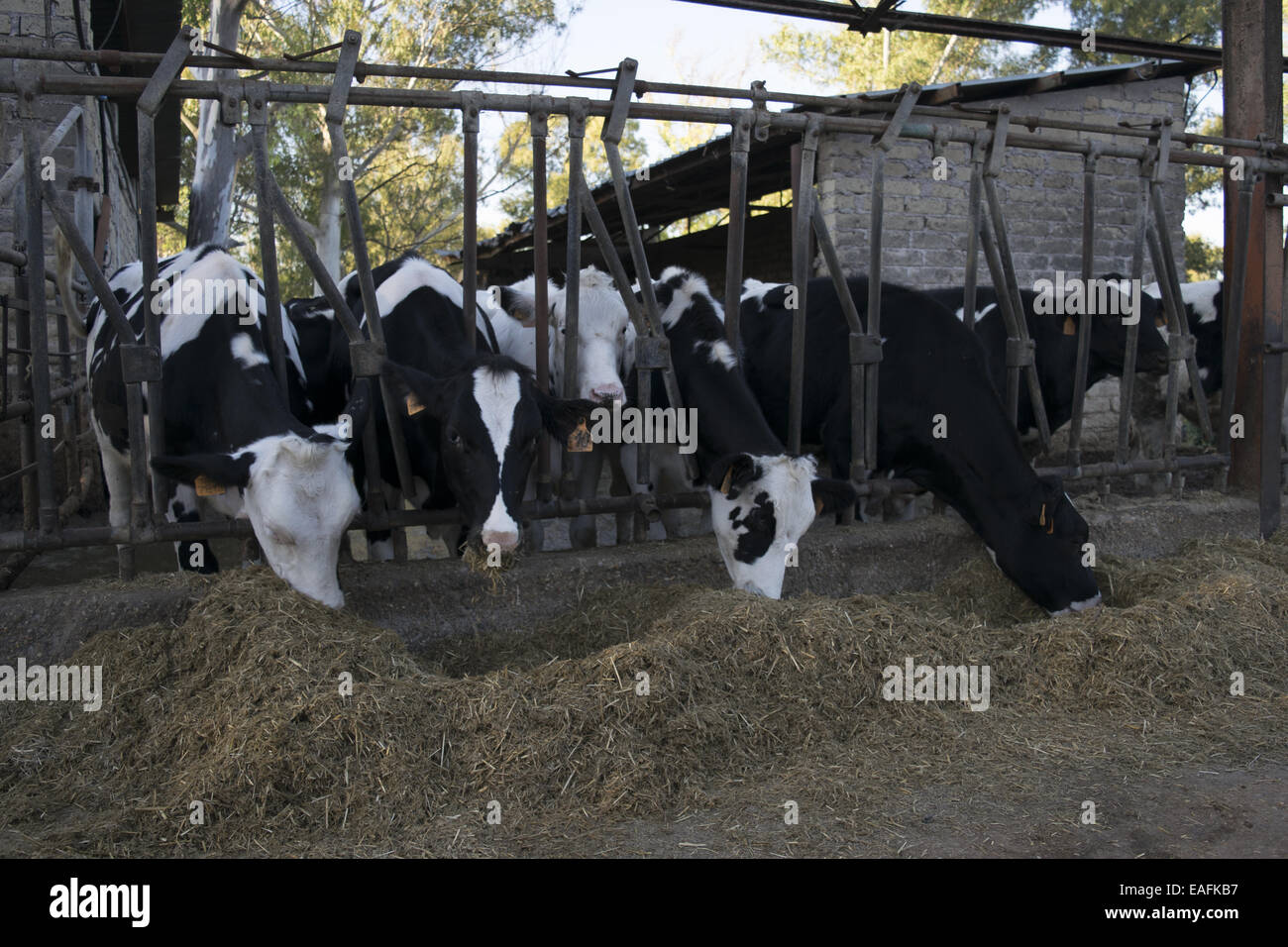 Rearing farm hi-res stock photography and images - Alamy