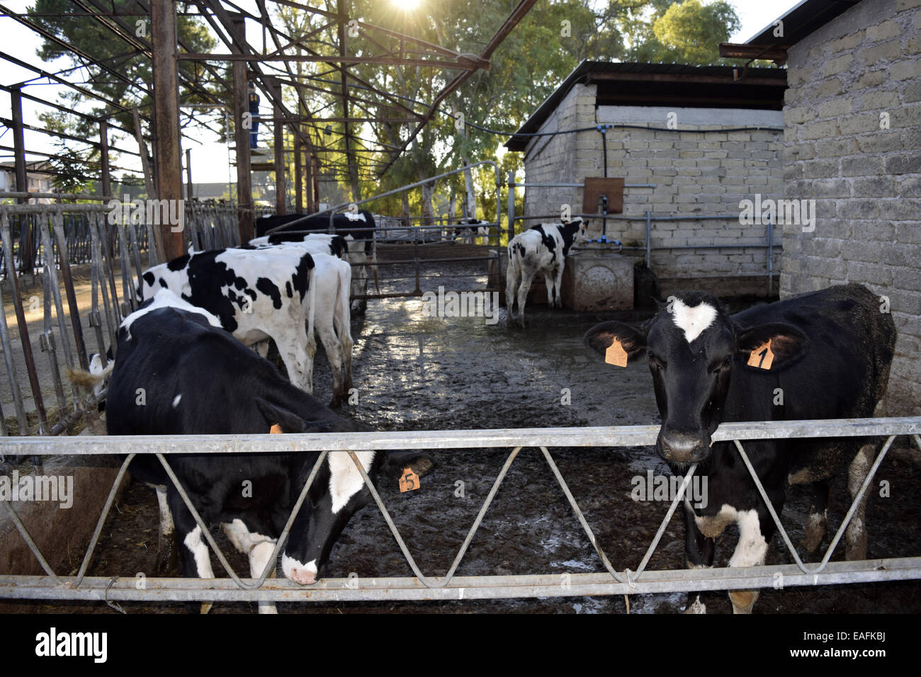 a stable with rearing of beefs Stock Photo - Alamy