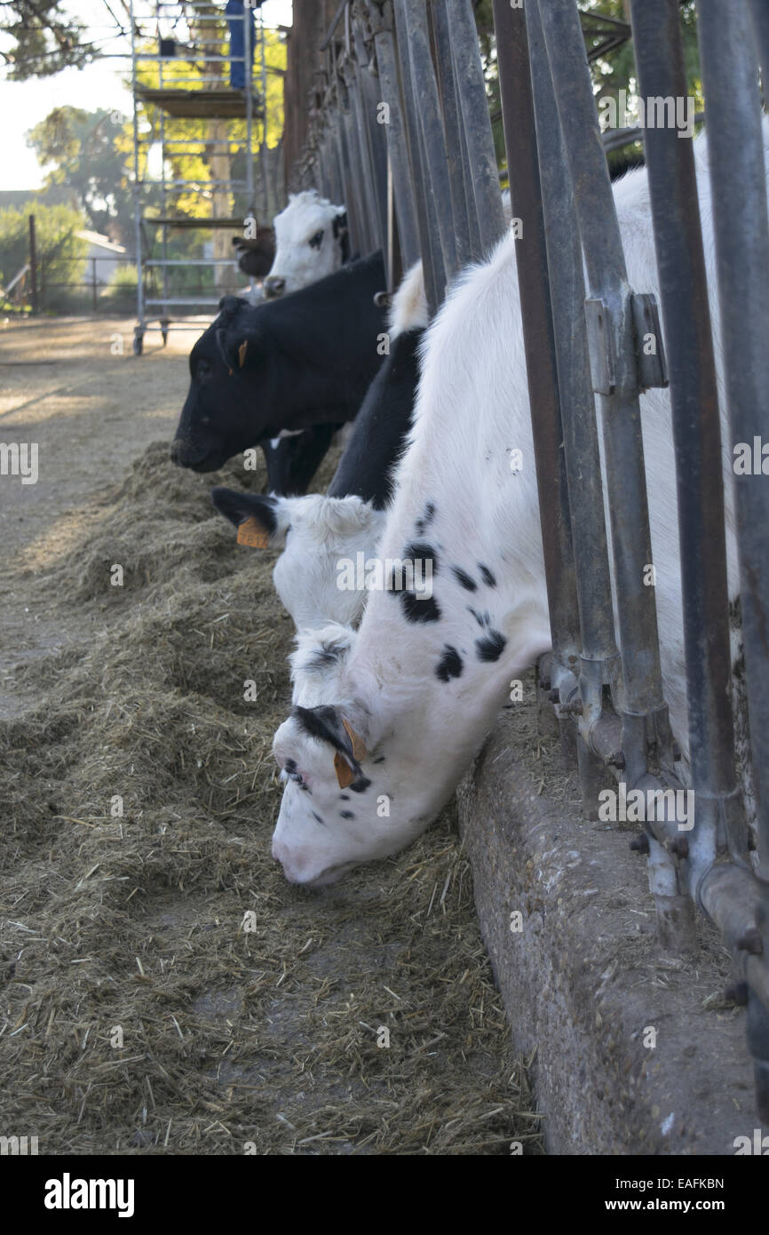 cattle rearing : rearing cows in a cattleshed Stock Photo - Alamy
