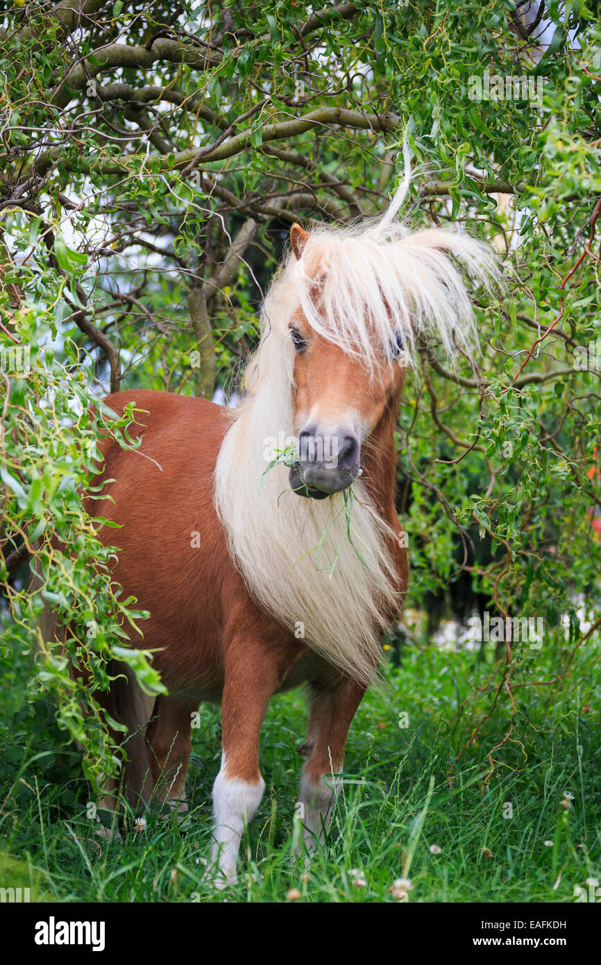 Falabella Miniature Horse Chestnut stallion standing under tree grass ...