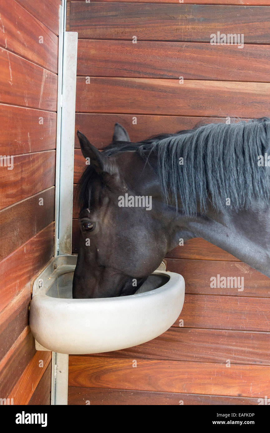 Domestic Horse eating from manger Germany Stock Photo - Alamy